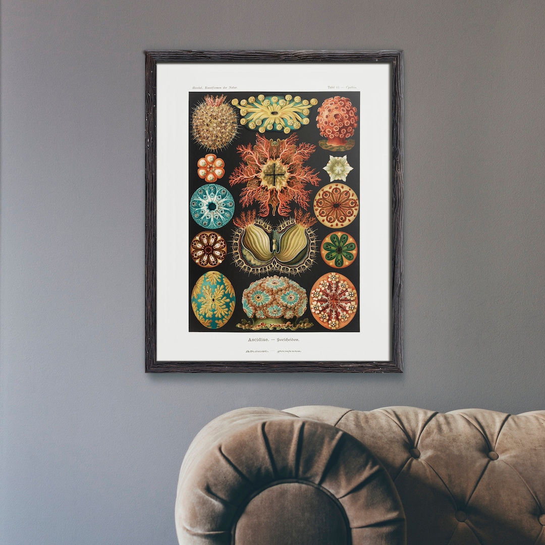 Ernst Haeckel Print: Sea Squirts ascidiae premium Giclée Art Print of ...
