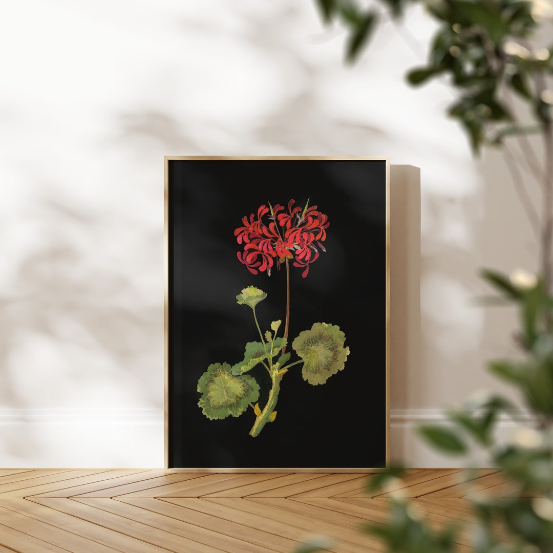 Mary Delany Print: Geranium Flower (premium Giclée Art Print of Floral ...