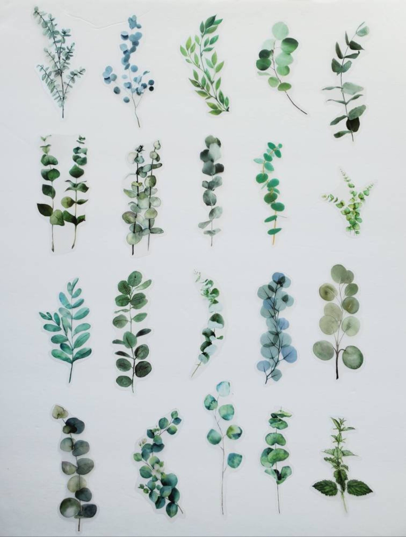 40pcs Eucalyptus Transparent Stickers Flower Stickers - Etsy