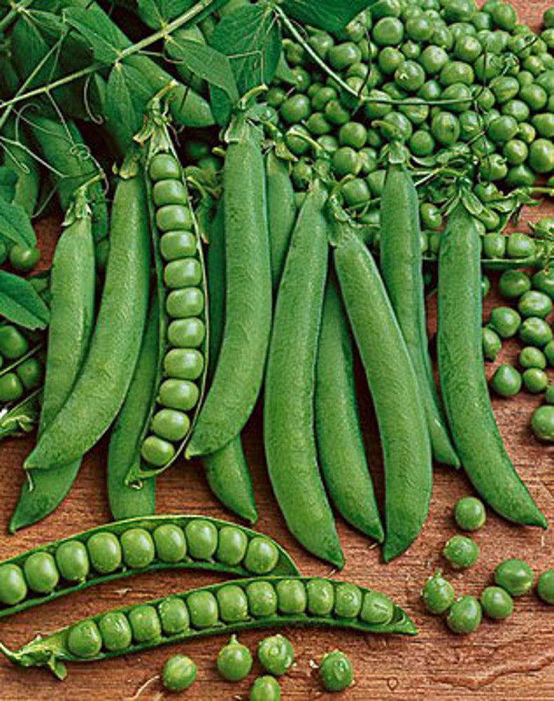 Organic Green Arrow Bush Peas Seeds 30 Pack Heirloom Non GMO - Etsy