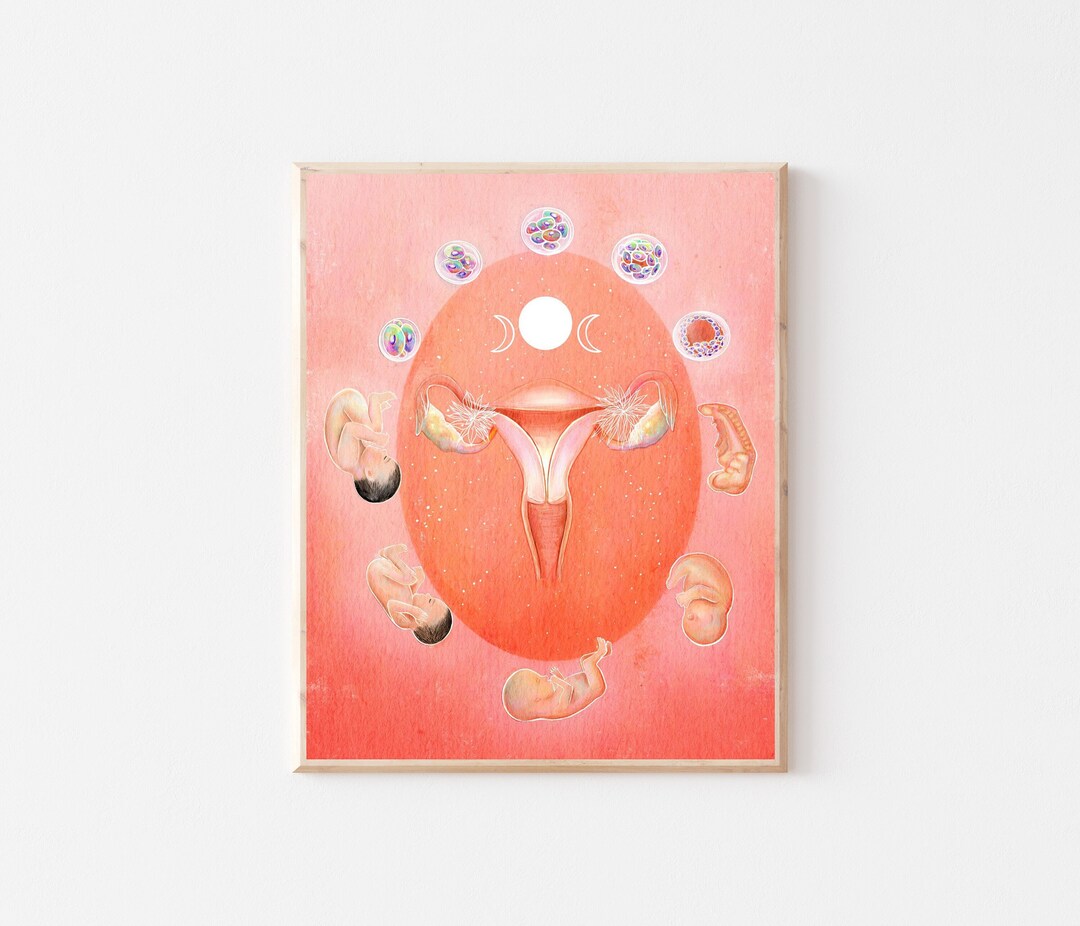 Embryonic and Fetal Development, Fetus Development Art, Pregnancy Art ...