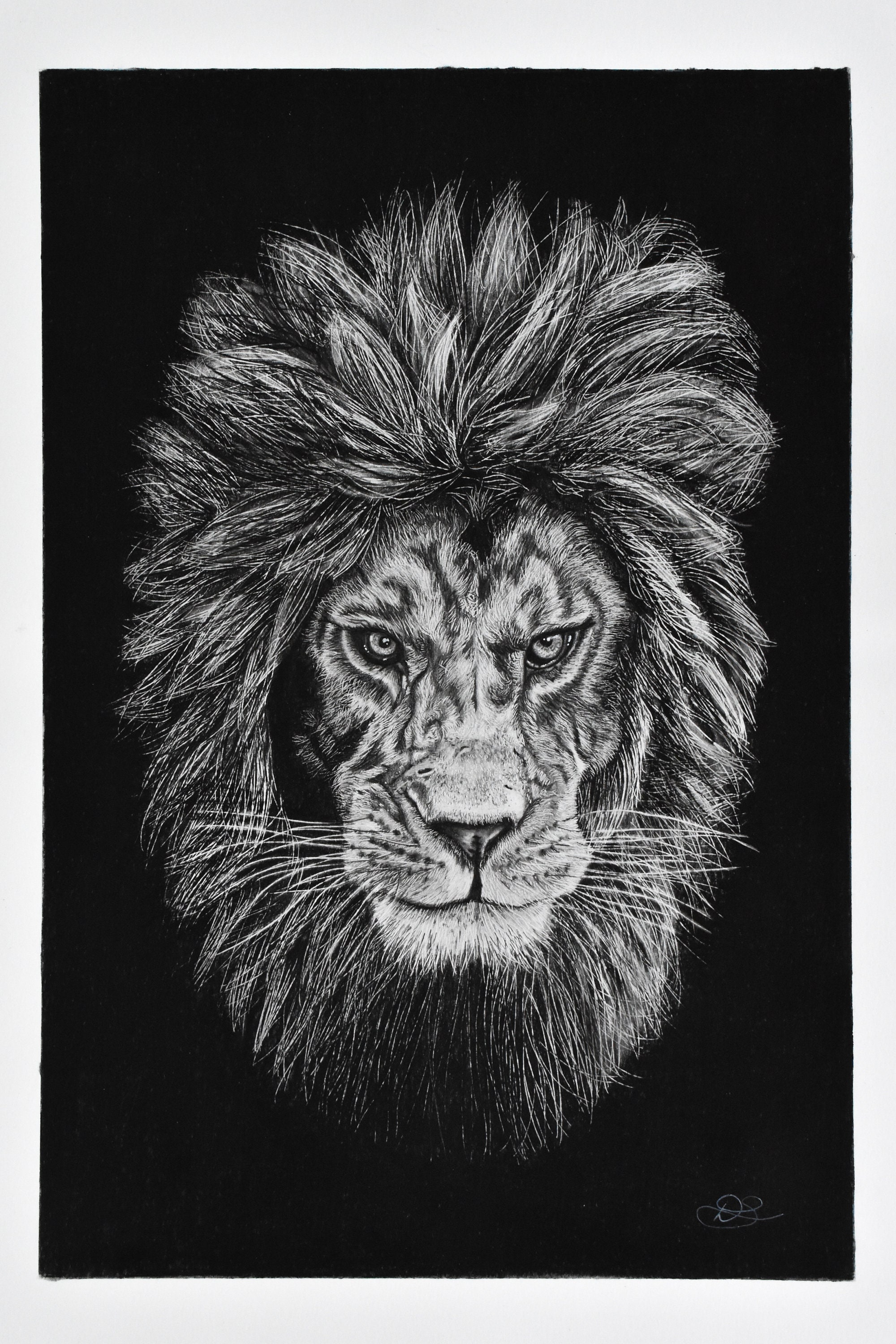 Black and White Lion Print, Lion Art, Lion Pencil Drawing - Etsy UK