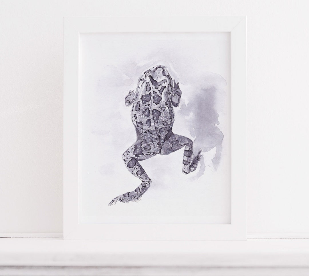 Raucous Toad / Lawaaiskurwepadda Art Print A4 Ink - Etsy