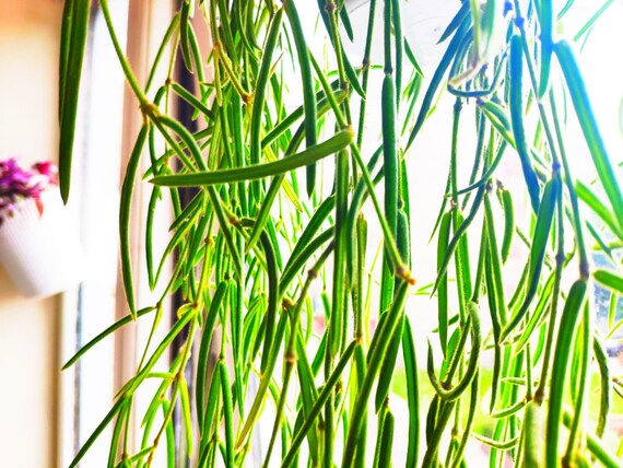 Plants Home & Living Outdoor & Gardening Trailing House String of ...