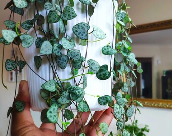 String of Spades Plant | Etsy