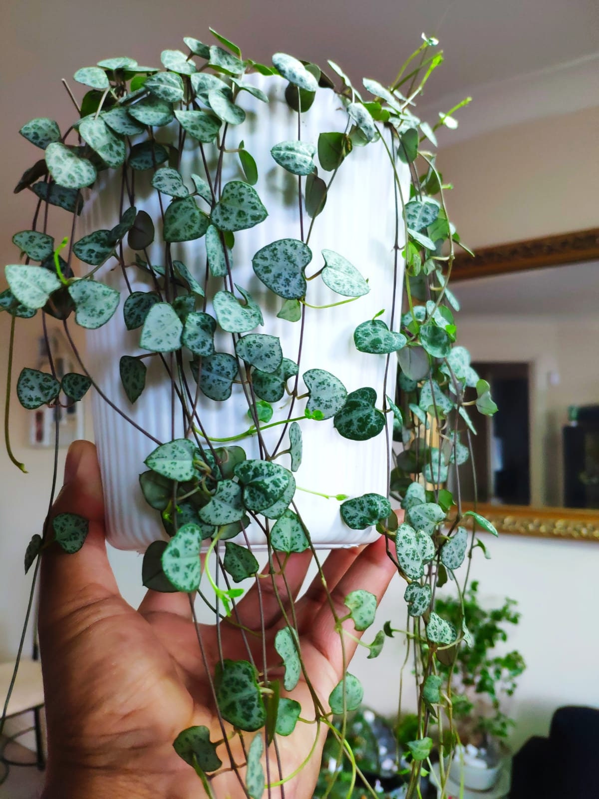 How to Propagate String of Hearts? - Plants Craze How to Propagate String of Hearts? - Plants Craze