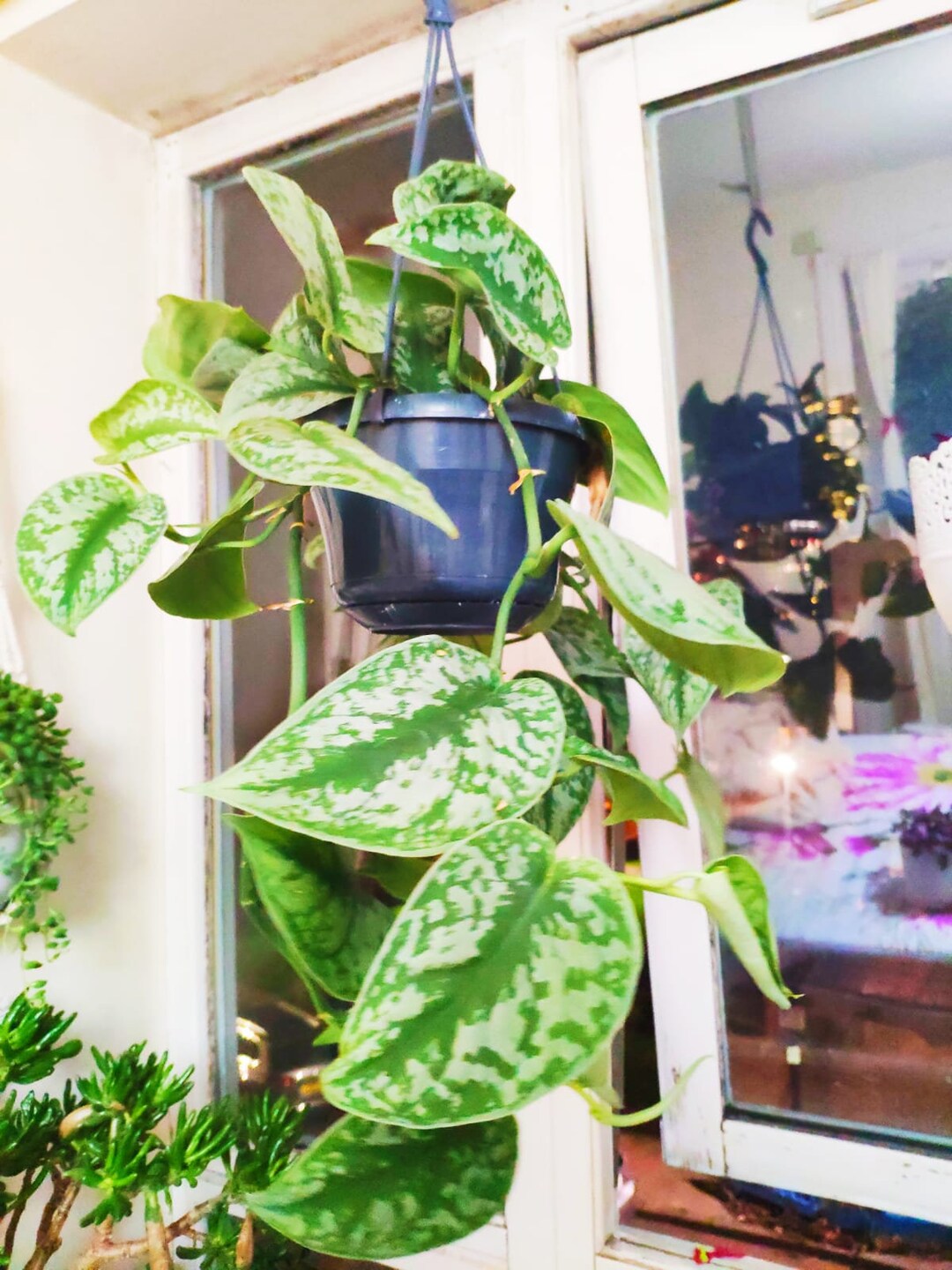 Satin Pothos Silver Pothos Indoor House Plant Hanging Succulent Plant ...