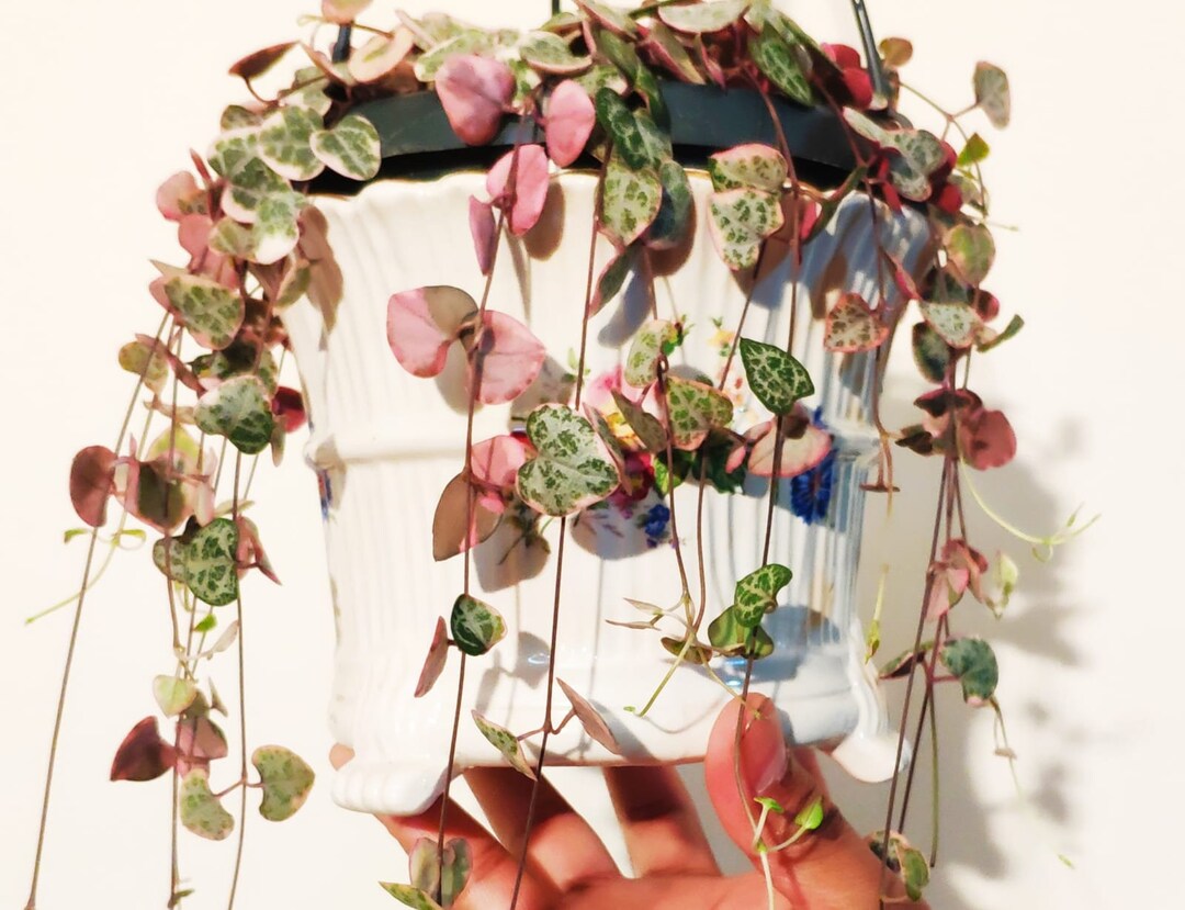 String of Hearts Variegated, VSOH, Ceropegia Woodii, Rosary Vine ...