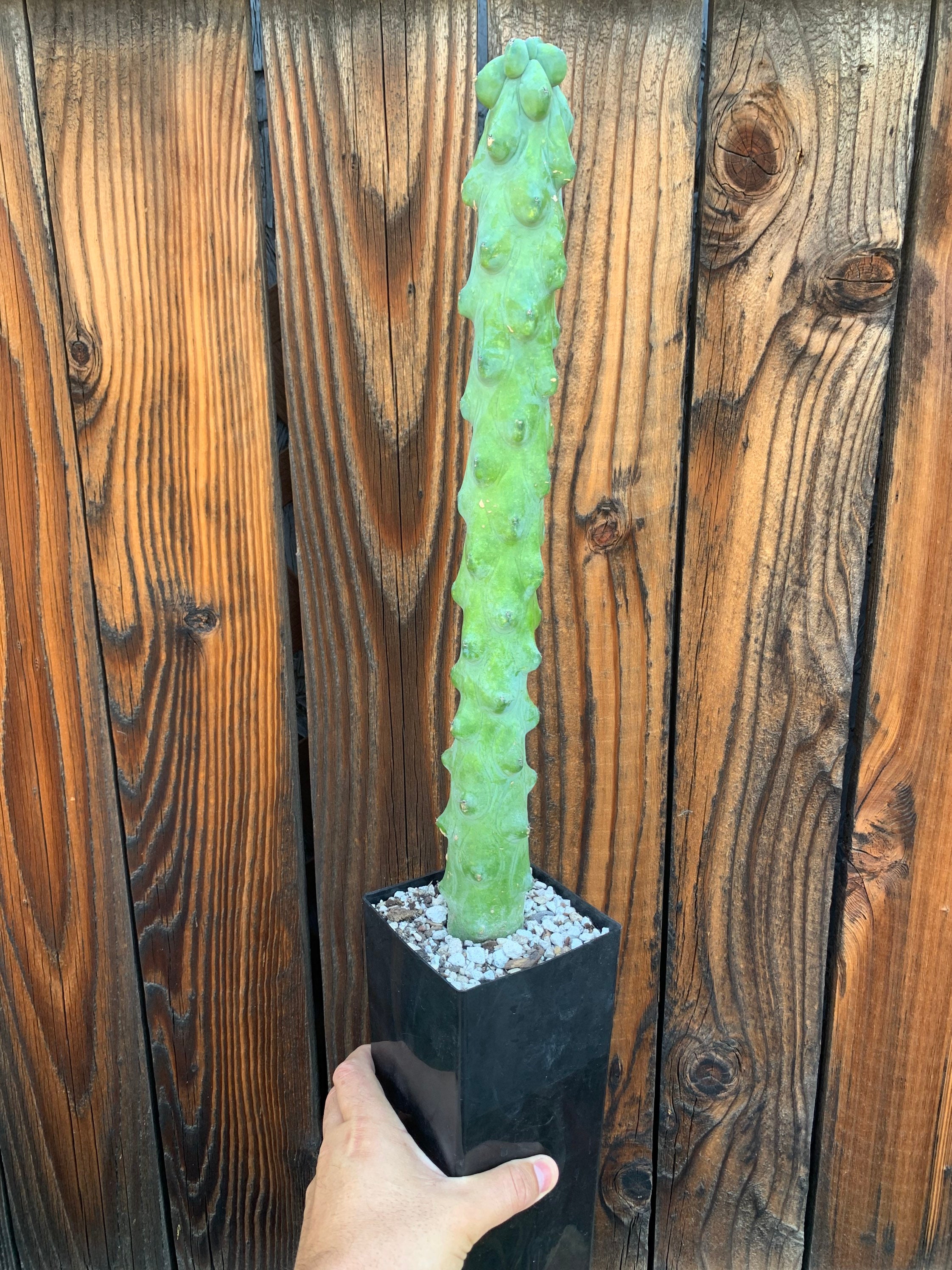 Boobie Cactus