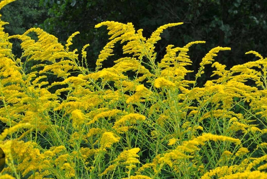 Wild Native Organic Goldenrod Solidago Dried Leaves and Flowers - Etsy