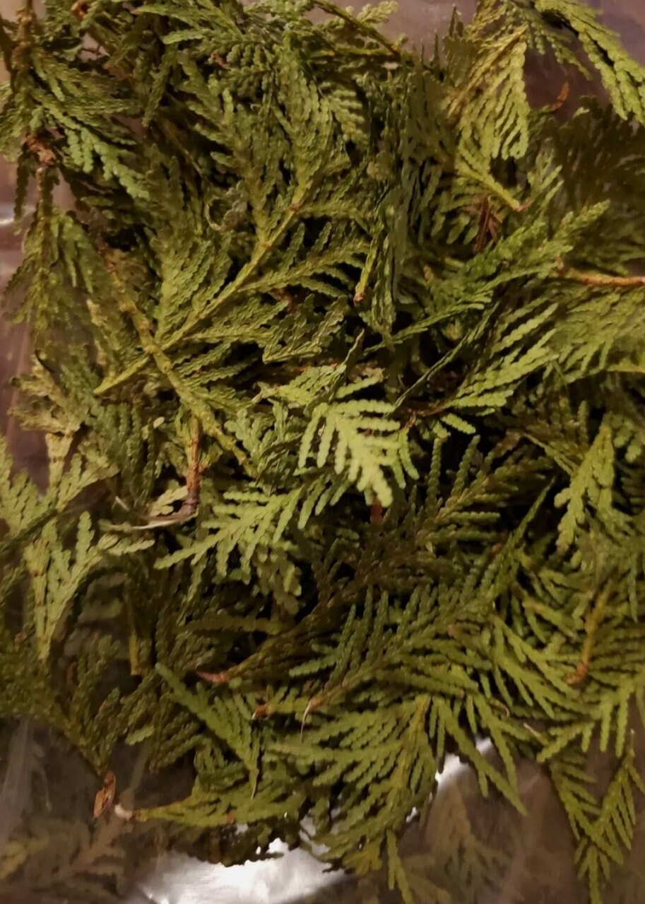 Wild Native Organic Red Cedar Bundle Set of 3 - Etsy