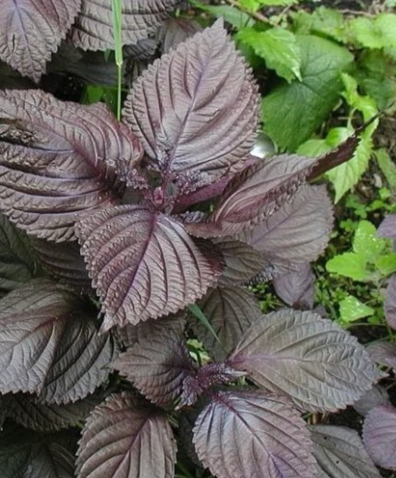 Organic Dry Shiso Leaves , Beefsteak perilla , Japanese Basil - Etsy