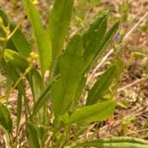 Wild Native Organic Appalachian Ragweed ( Packera Anonyma , Small's ...