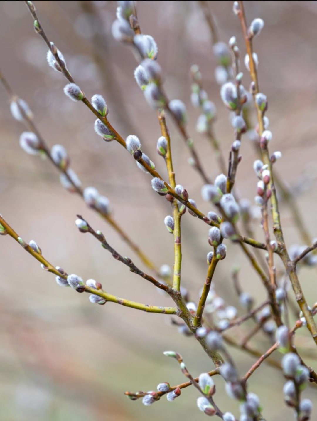 Pussy Willow Tree Cuts Already Rooted Etsy