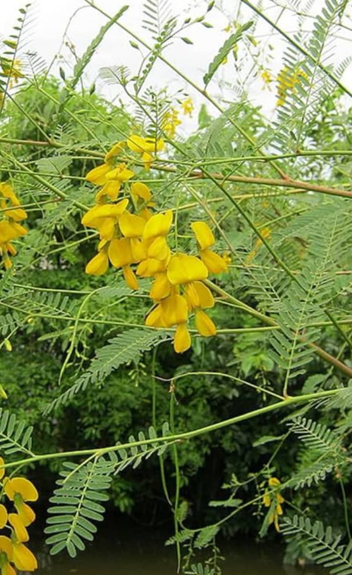 Organic Yello Sesbania Seeds - Etsy