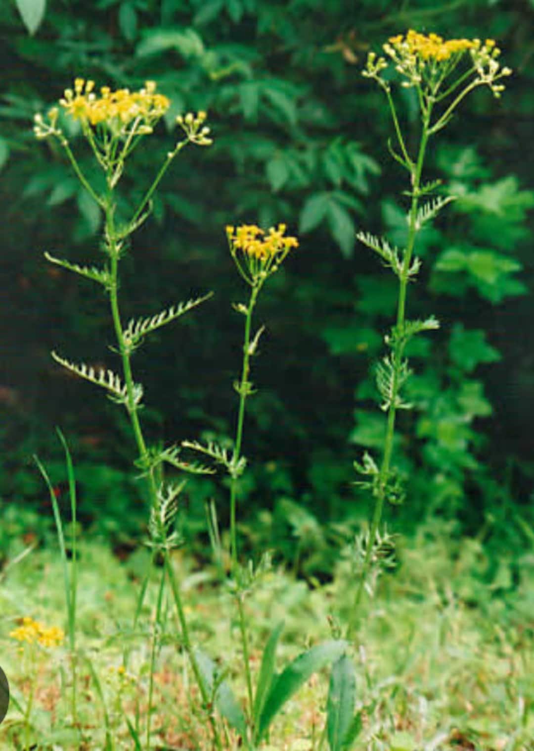 Wild Native Organic Appalachian Ragweed ( Packera Anonyma , Small's ...