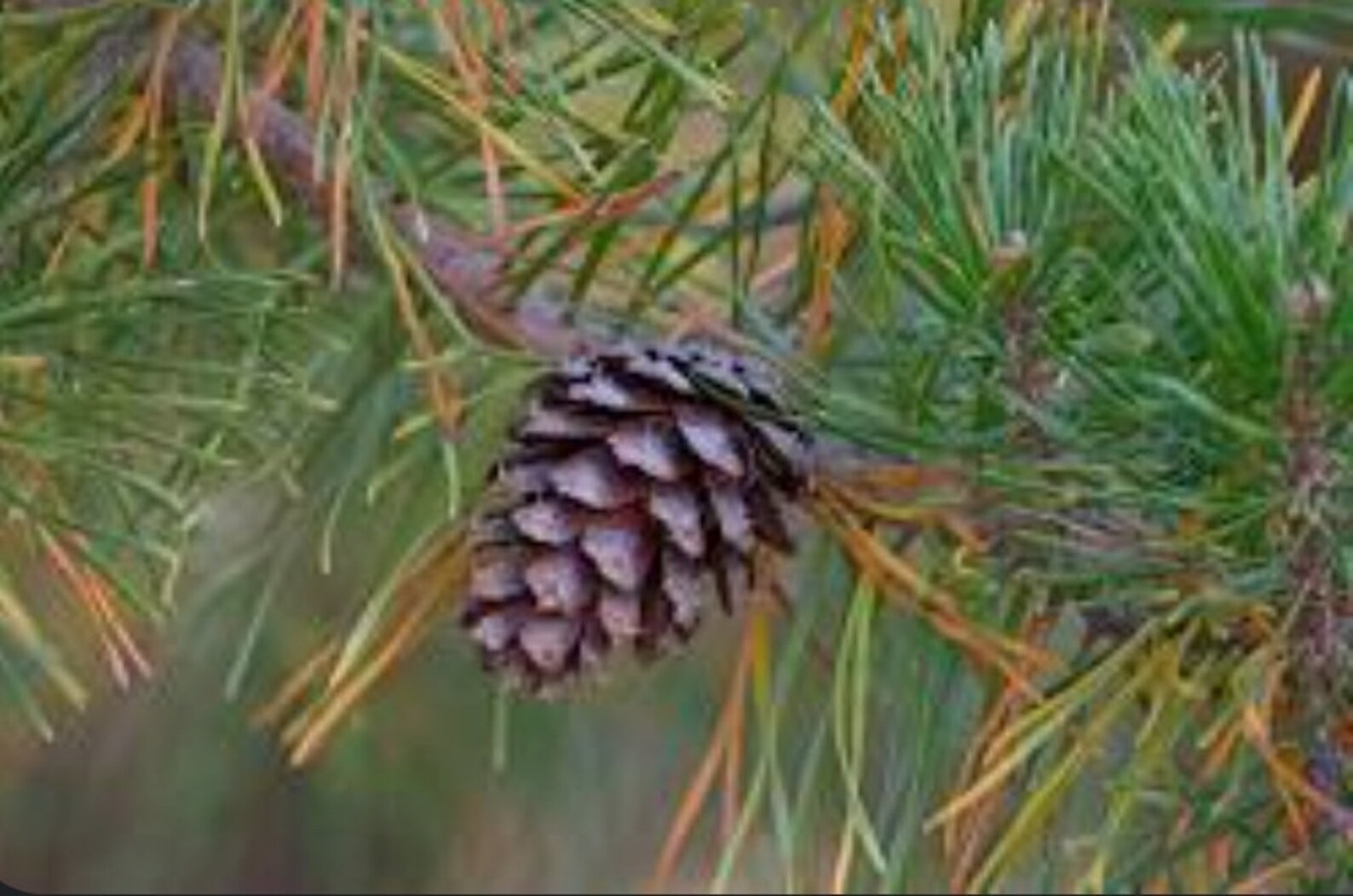Wild Organic Loblolly Pine Tree Young Live Plant. - Etsy