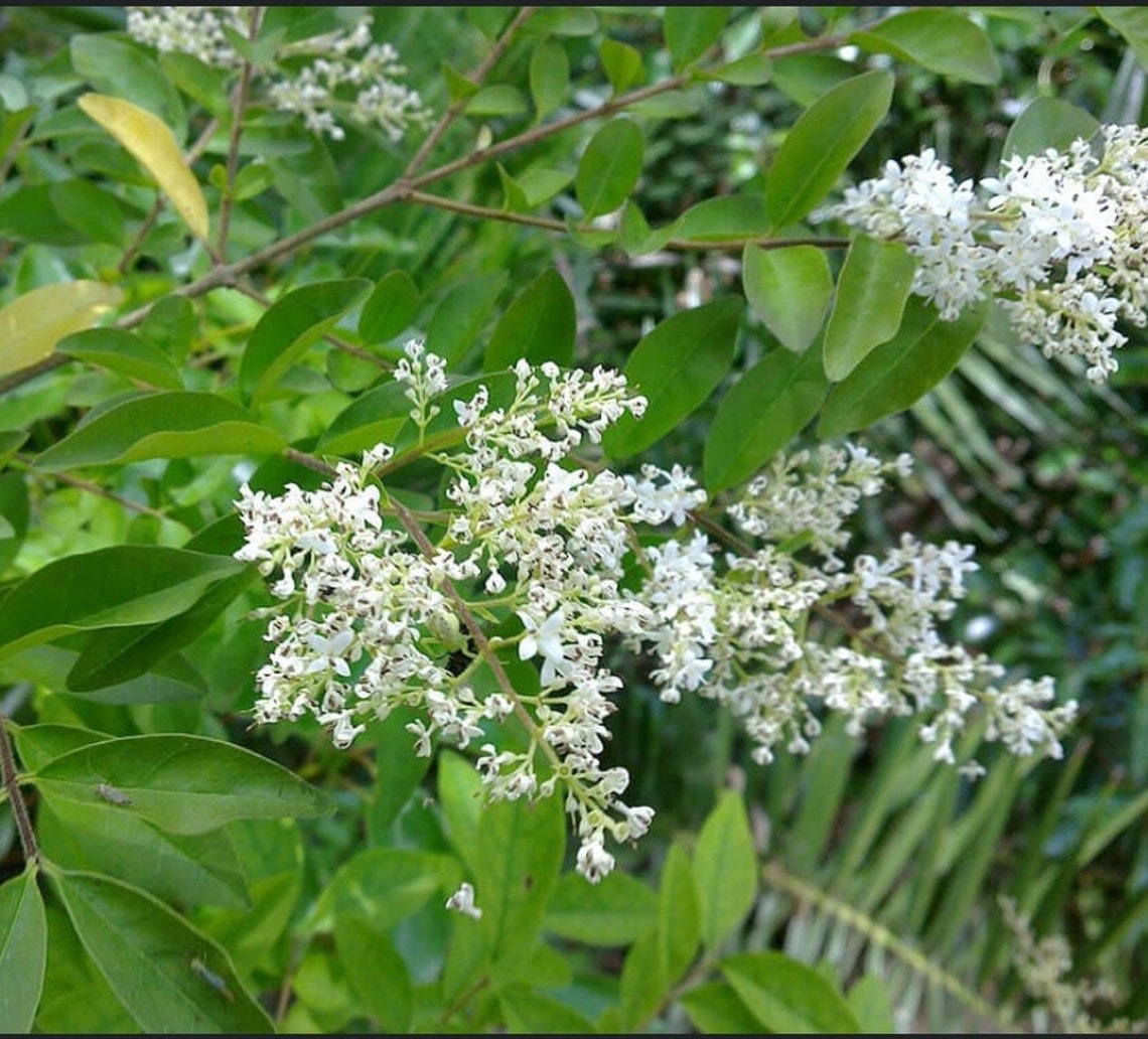 Wild Chinese Privet Live Plant - Etsy