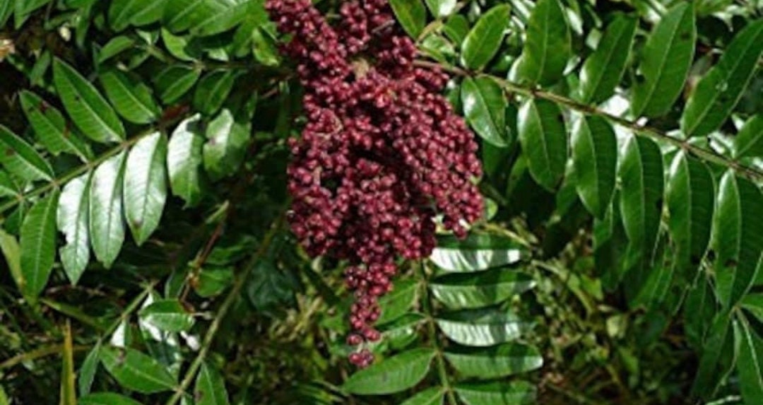 Wild Native Organic Young Winged Sumac Live Plant - Etsy