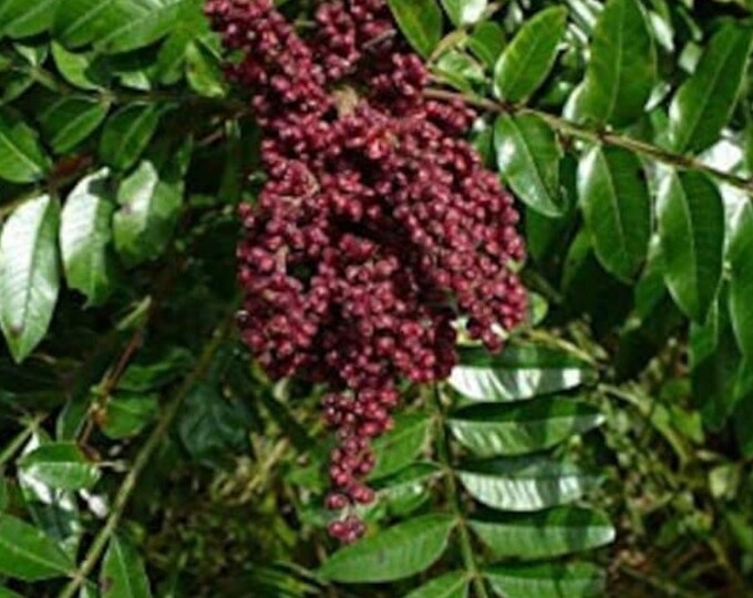 Wild Native Organic Young Winged Sumac Live Plant - Etsy