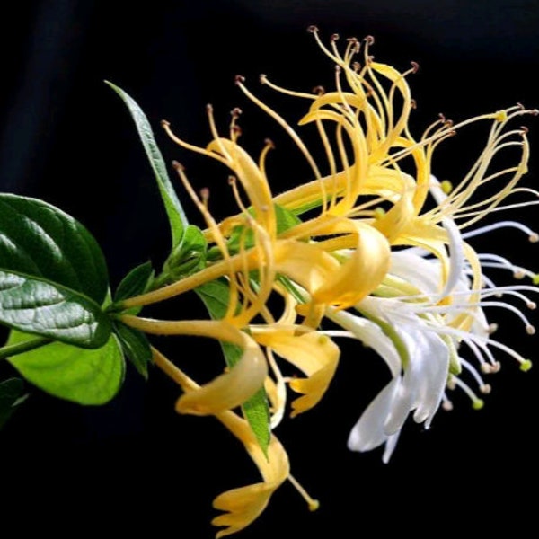 Golden Nanmu Plant - Etsy