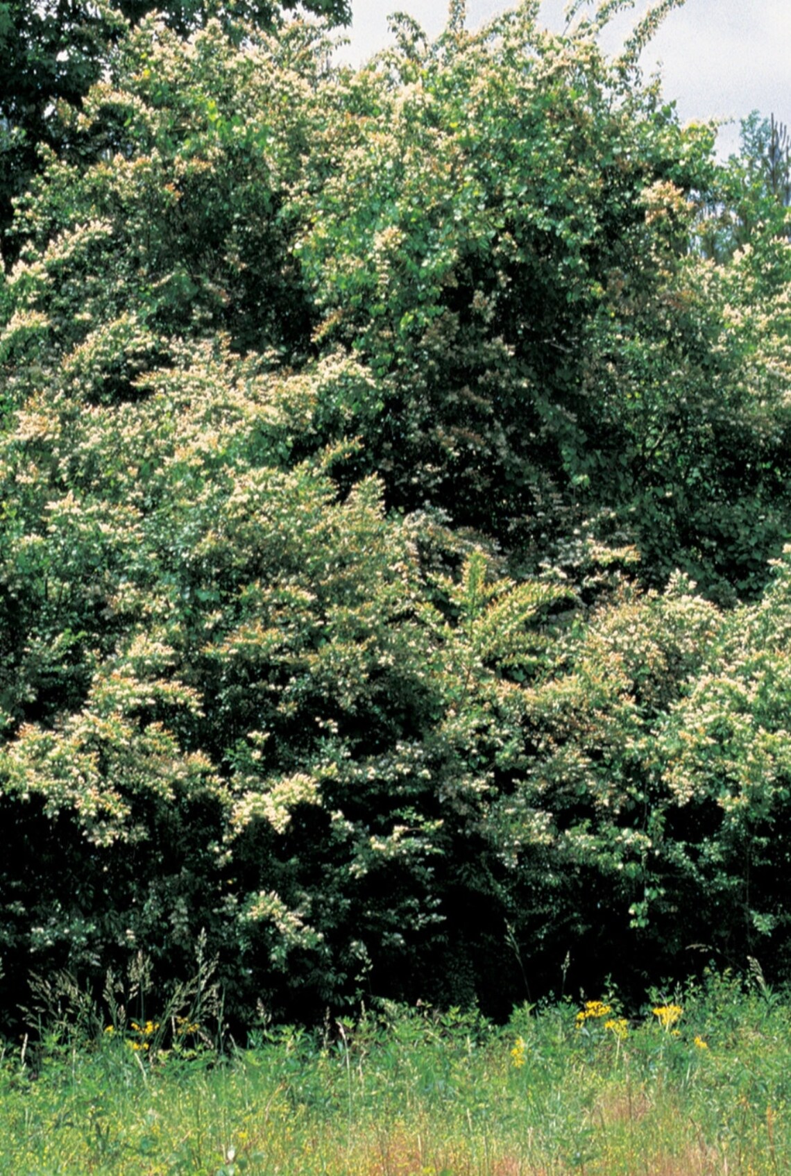 Wild Chinese Privet Live Plant - Etsy