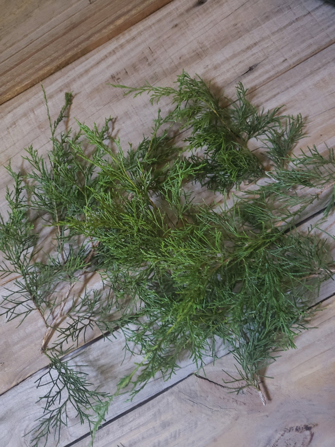 Wild Native Organic Red Cedar Dried Leaves - Etsy