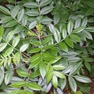 Dried Wild Winged Sumac Leaves. - Etsy