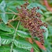 Wild Organic Native Winged Sumac Dried Leaves - Etsy