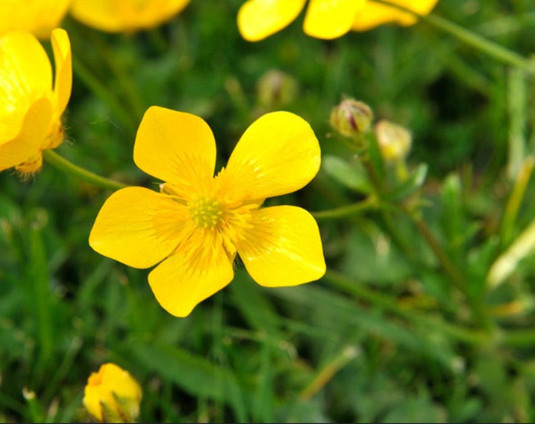 Wild Organic Creeping Buttercup Live Plant - Etsy