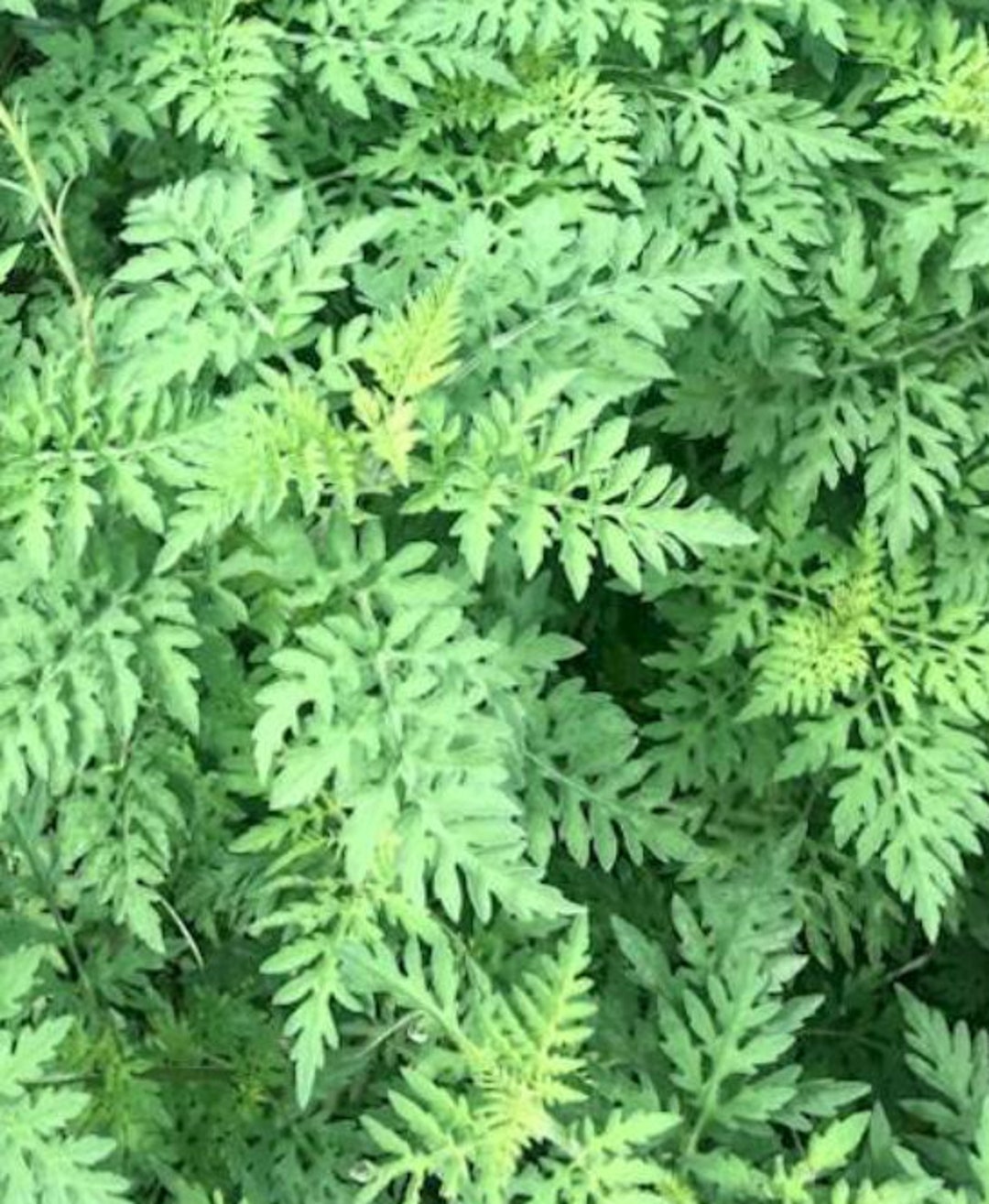 Wild Havest Organic Ragweed Dry Leaves - Etsy