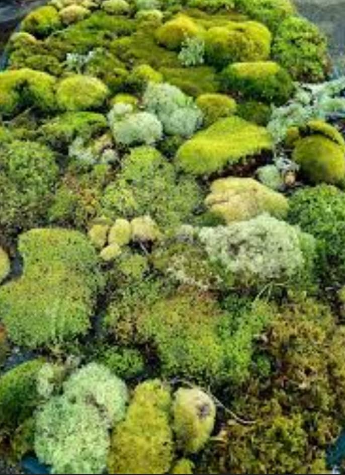 Fresh Organic Wild Mix Live Moss, - Etsy