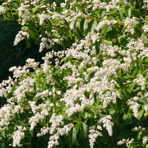 Wild Chinese Privet Live Plant - Etsy
