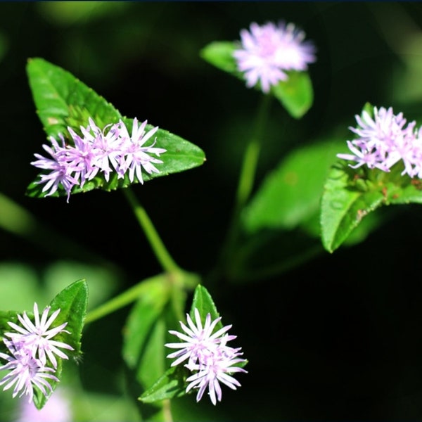 Elephant Foot Plant - Etsy
