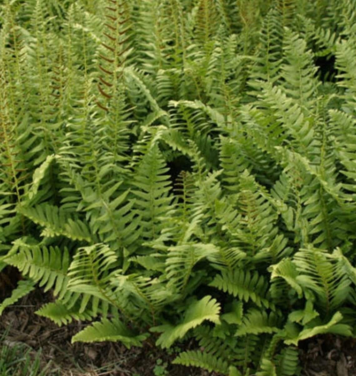 Wild Native Young Christmas Fern Live Plant - Etsy