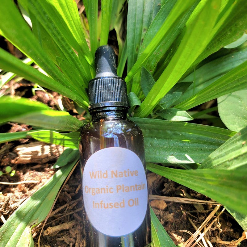 Plantain Infused Oil - Etsy
