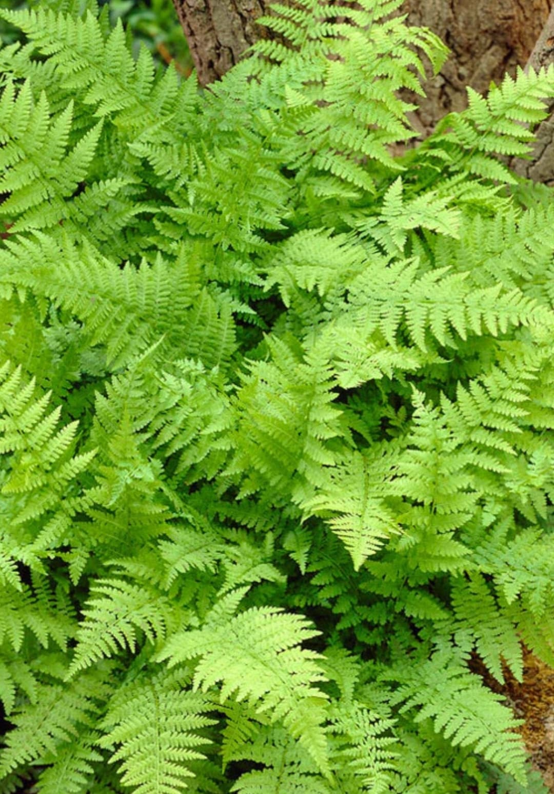 Wild Lady Fern Live Young Plant - Etsy