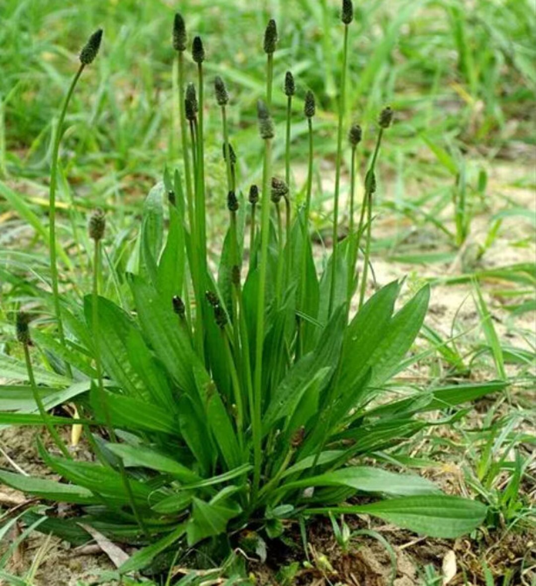 Wild Native Organic Young Narrow Leaves Plantain Young Live Plant - Etsy