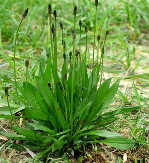 Wild Native Organic Narrow Leaves Plantain Young Live Plant Bare Root ...