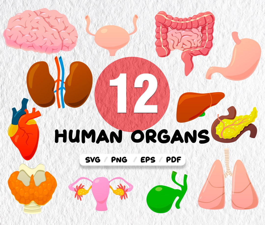 HUMAN BODY Clipart, Human Organs Svg, Human Body Image, Human Body ...