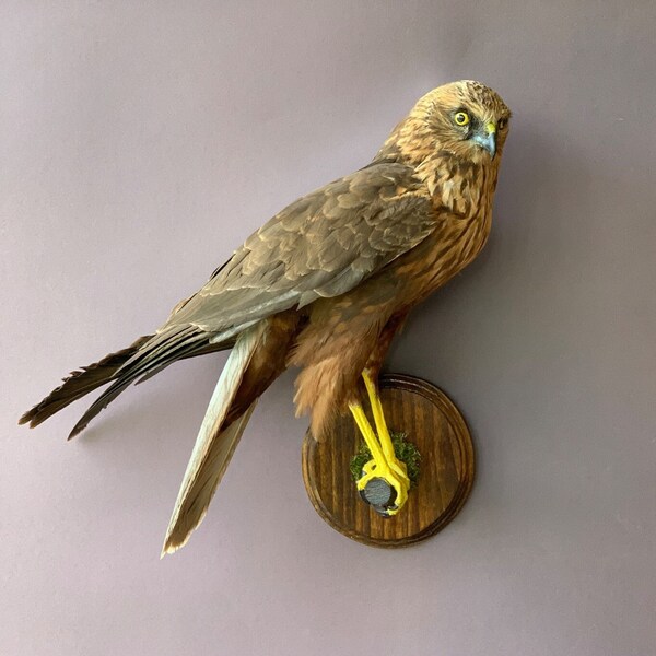 Hawk Stuffed Animal - Etsy