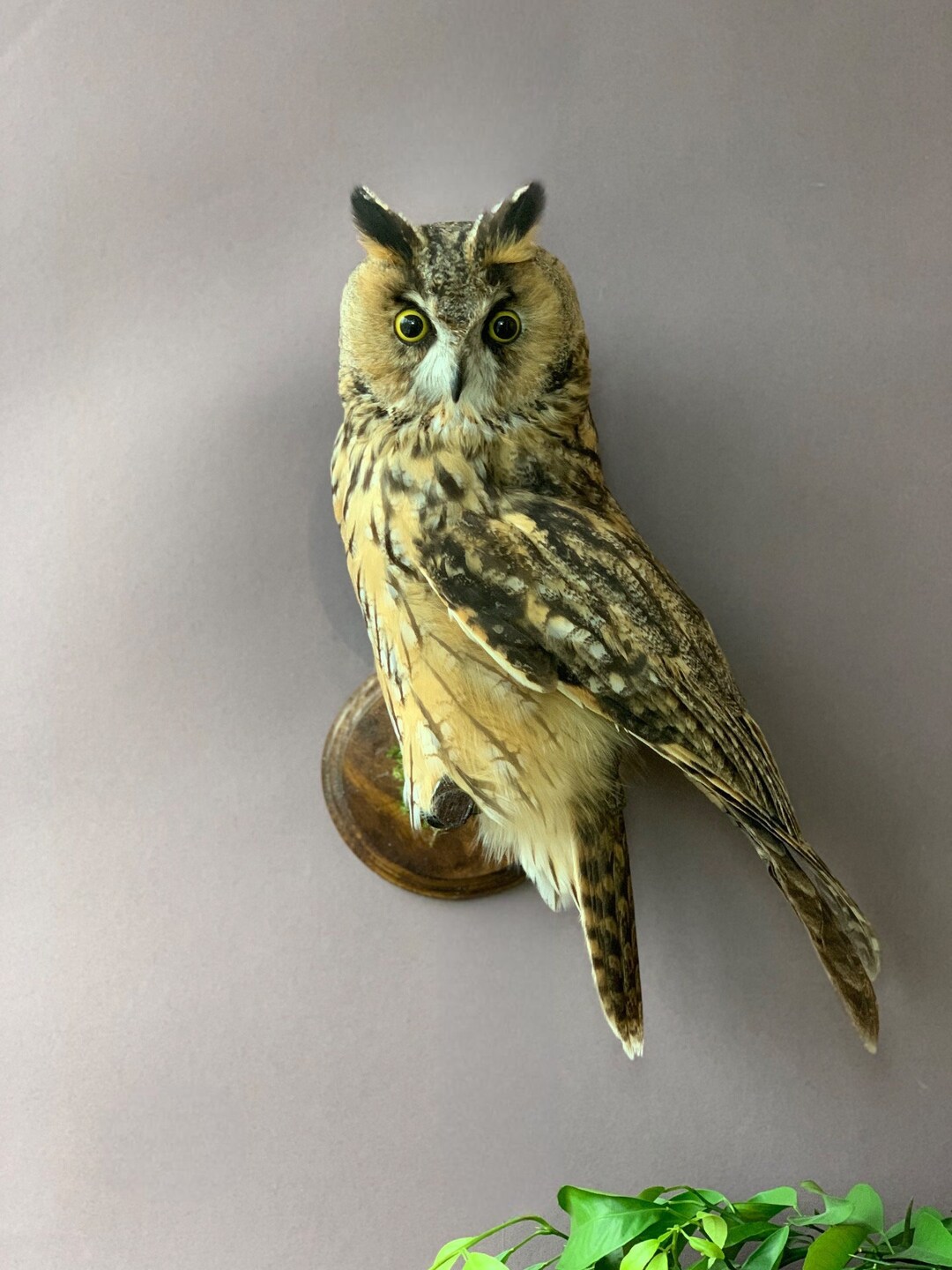 Taxidermy Owl Real Birds Stuffed Animal 26 - Etsy