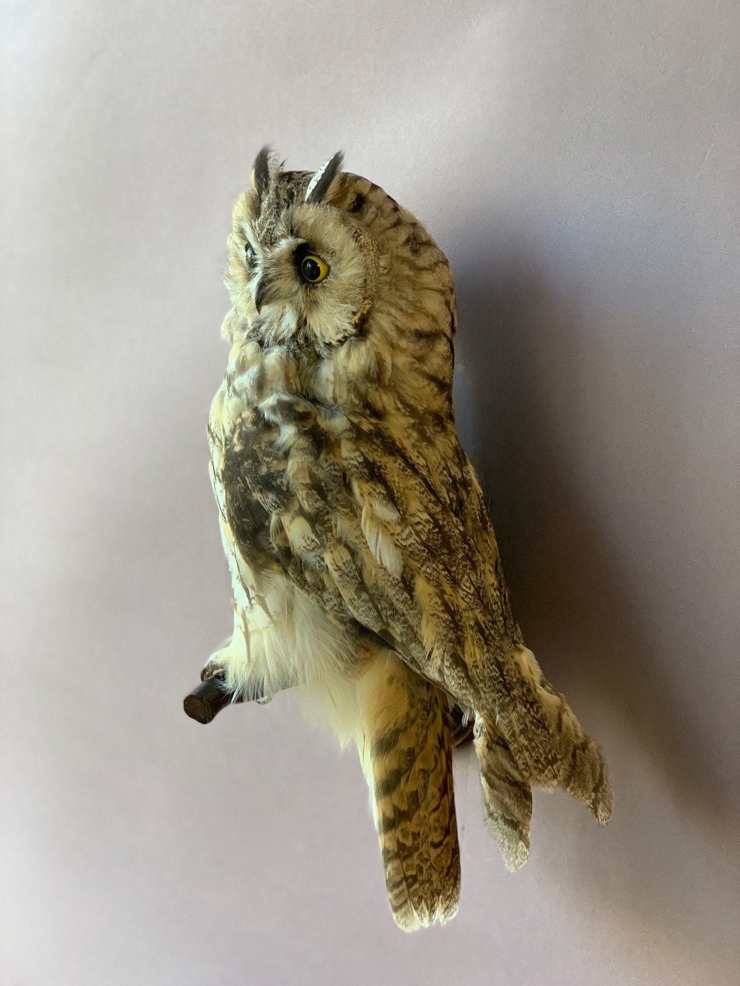 Taxidermy Owl Real Birds Stuffed Animal 12 - Etsy