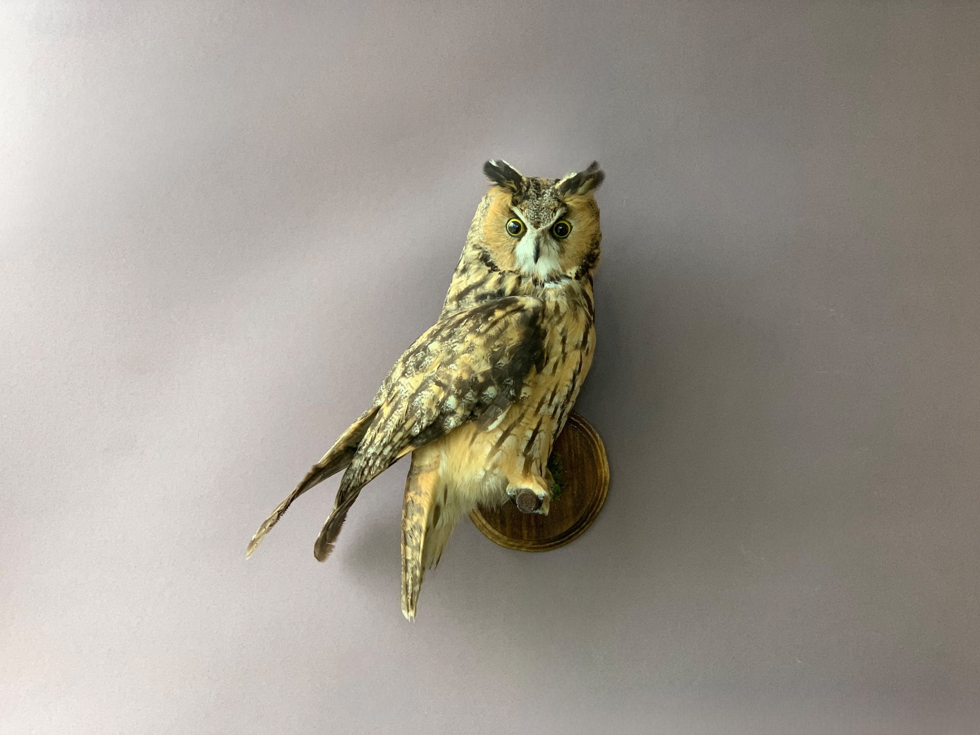 Taxidermy Owl Real Birds Stuffed Animal 18 - Etsy