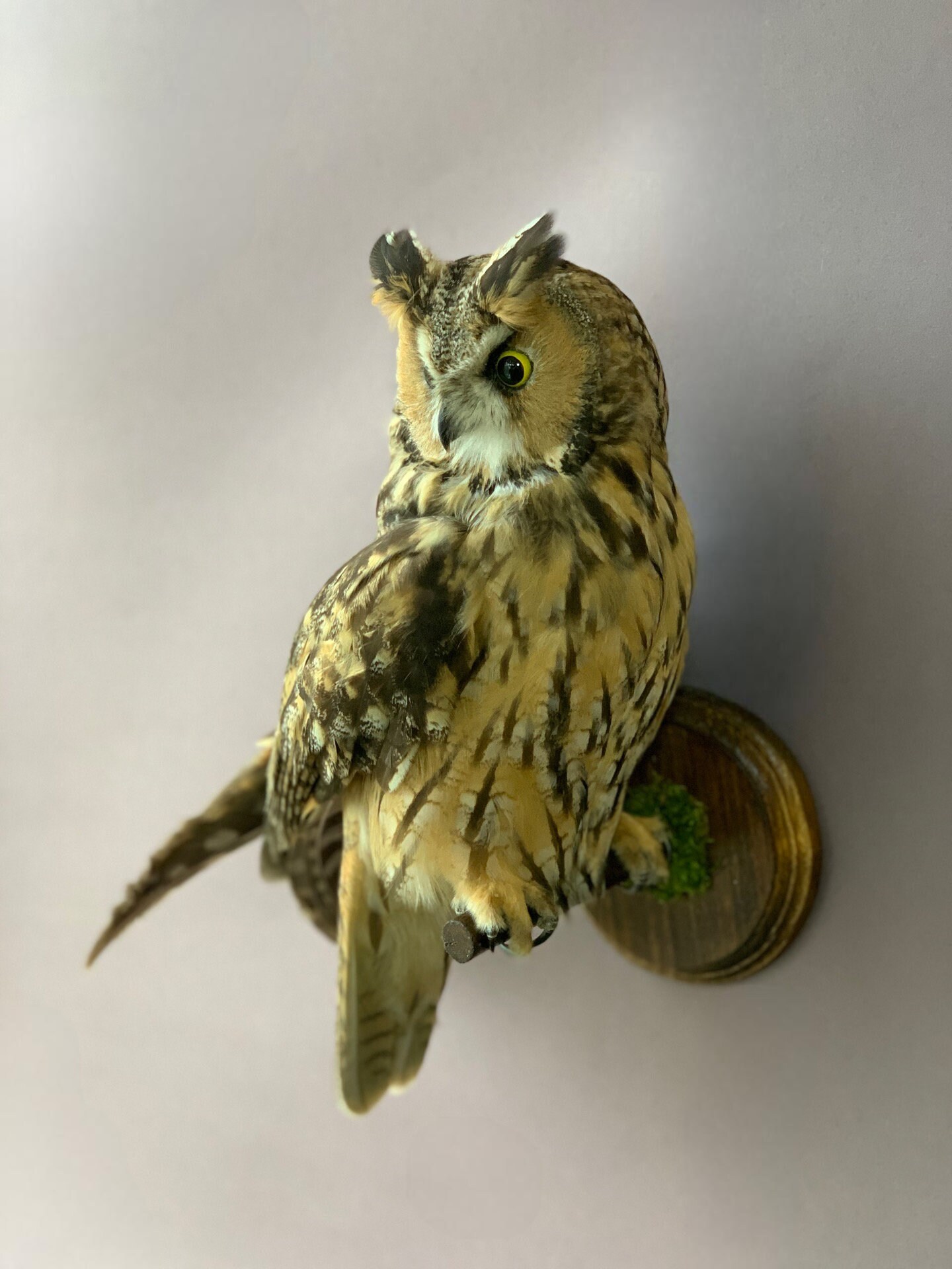 Taxidermy Owl Real Birds Stuffed Animal 18 - Etsy