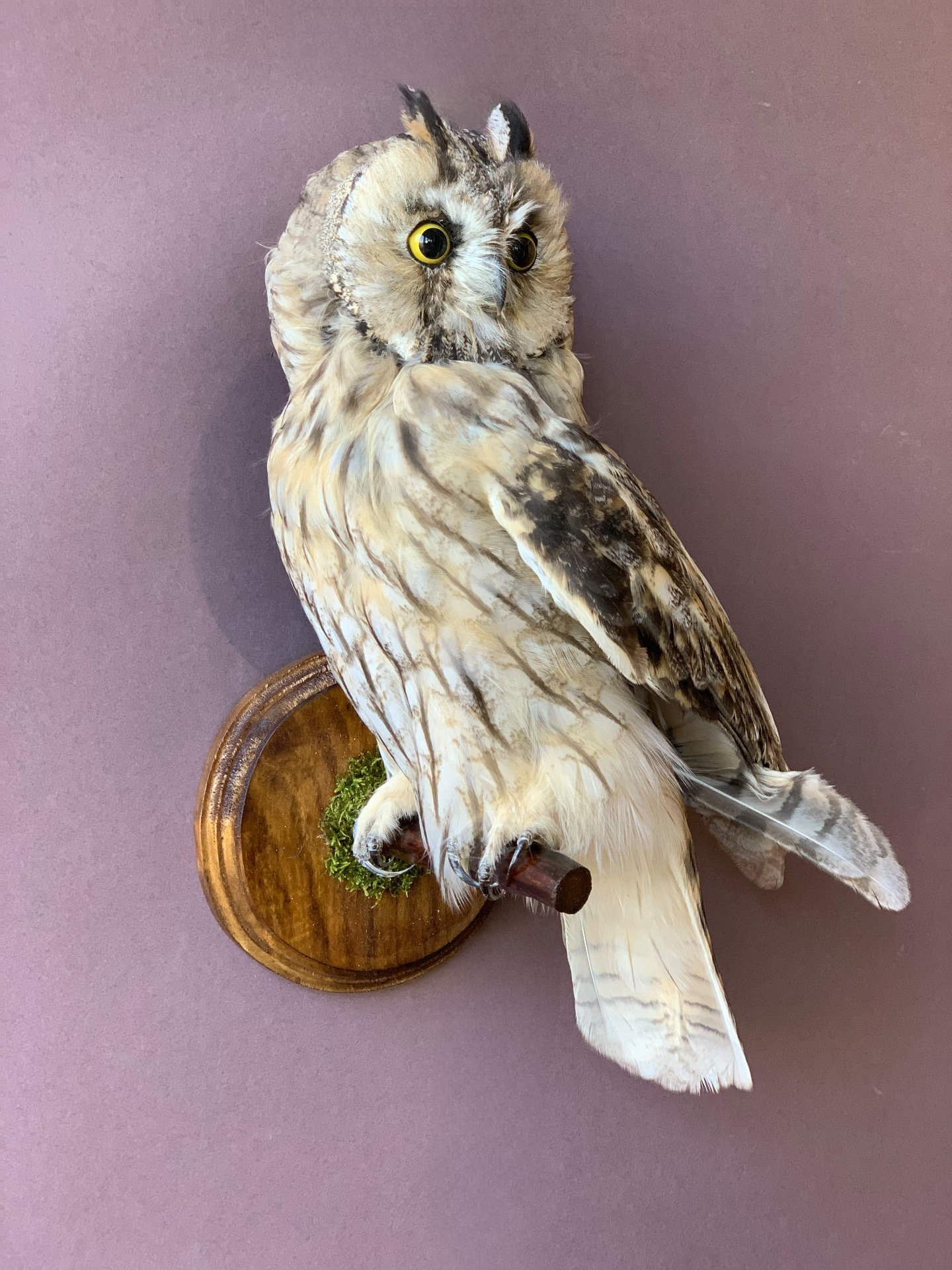 Taxidermy Owl Real Birds Stuffed Animal 12 - Etsy