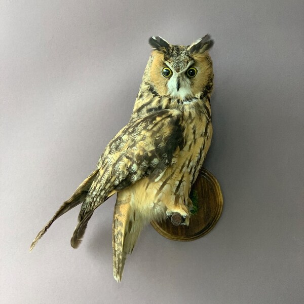 Owl Faux Taxidermy - Etsy