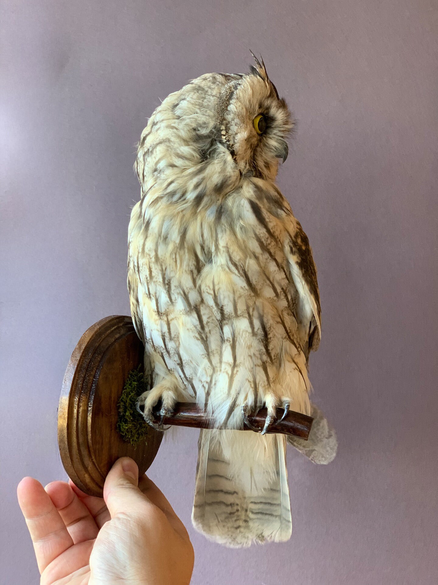 Taxidermy Owl Real Birds Stuffed Animal 12 - Etsy