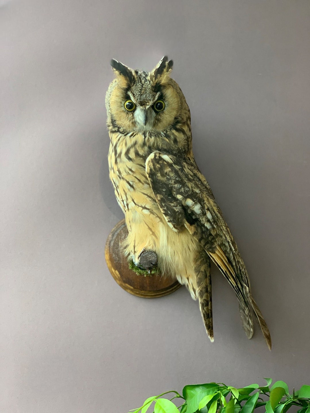 Taxidermy Owl Real Birds Stuffed Animal 23 - Etsy