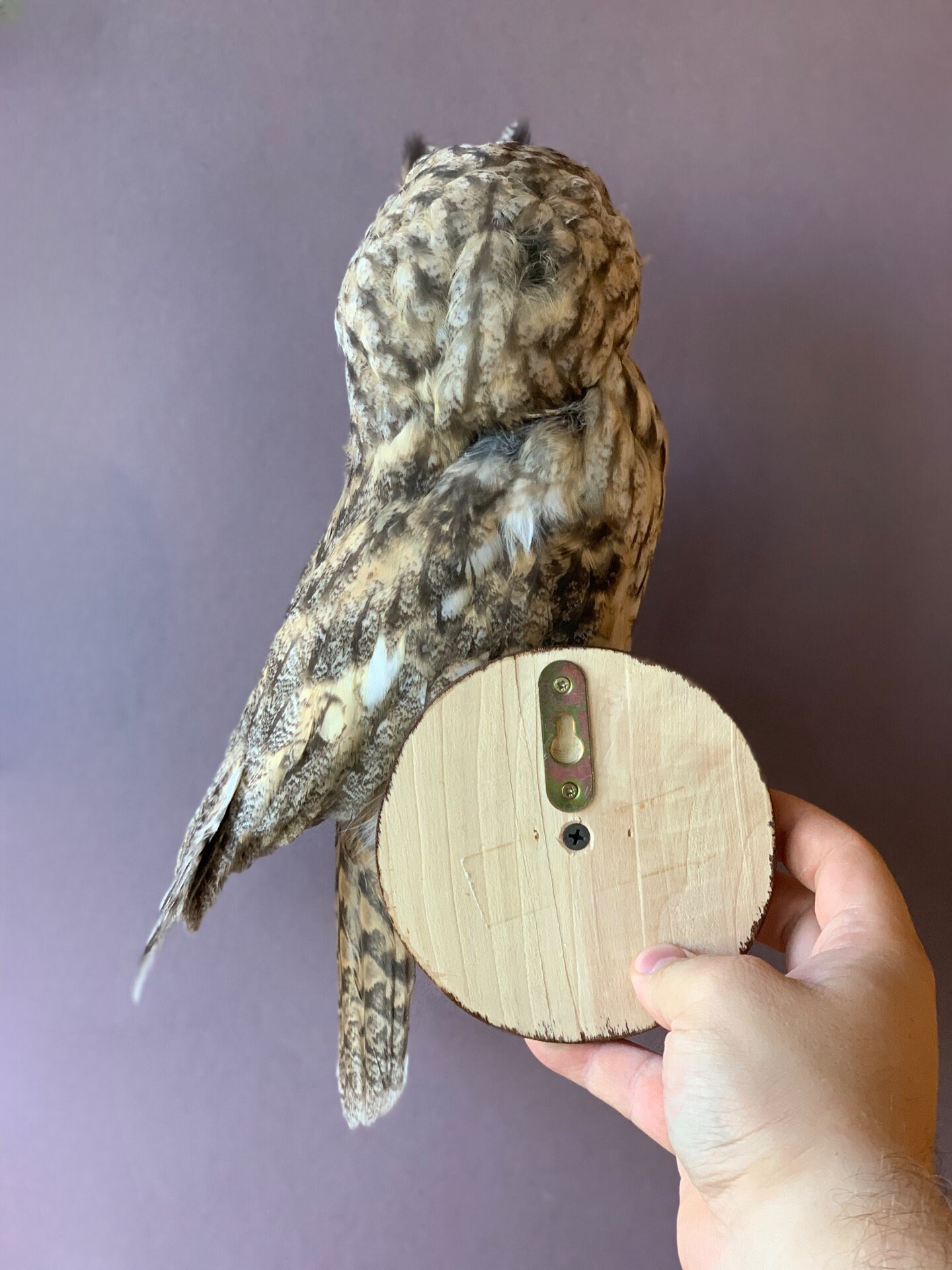 Taxidermy Owl Real Birds Stuffed Animal 12 - Etsy